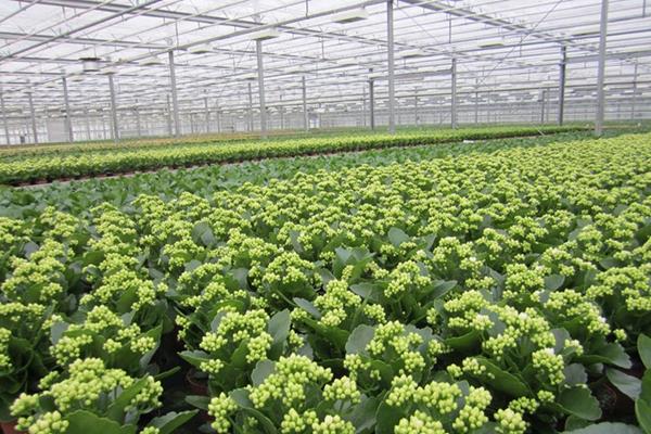 Pindstrup - Professional products Forest Gold